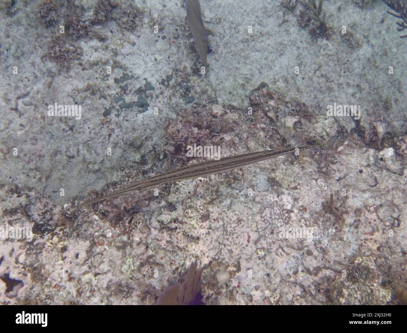 Western Atlantic Trumpetfish (Aulostomus maculatus) Actinopterygii ...