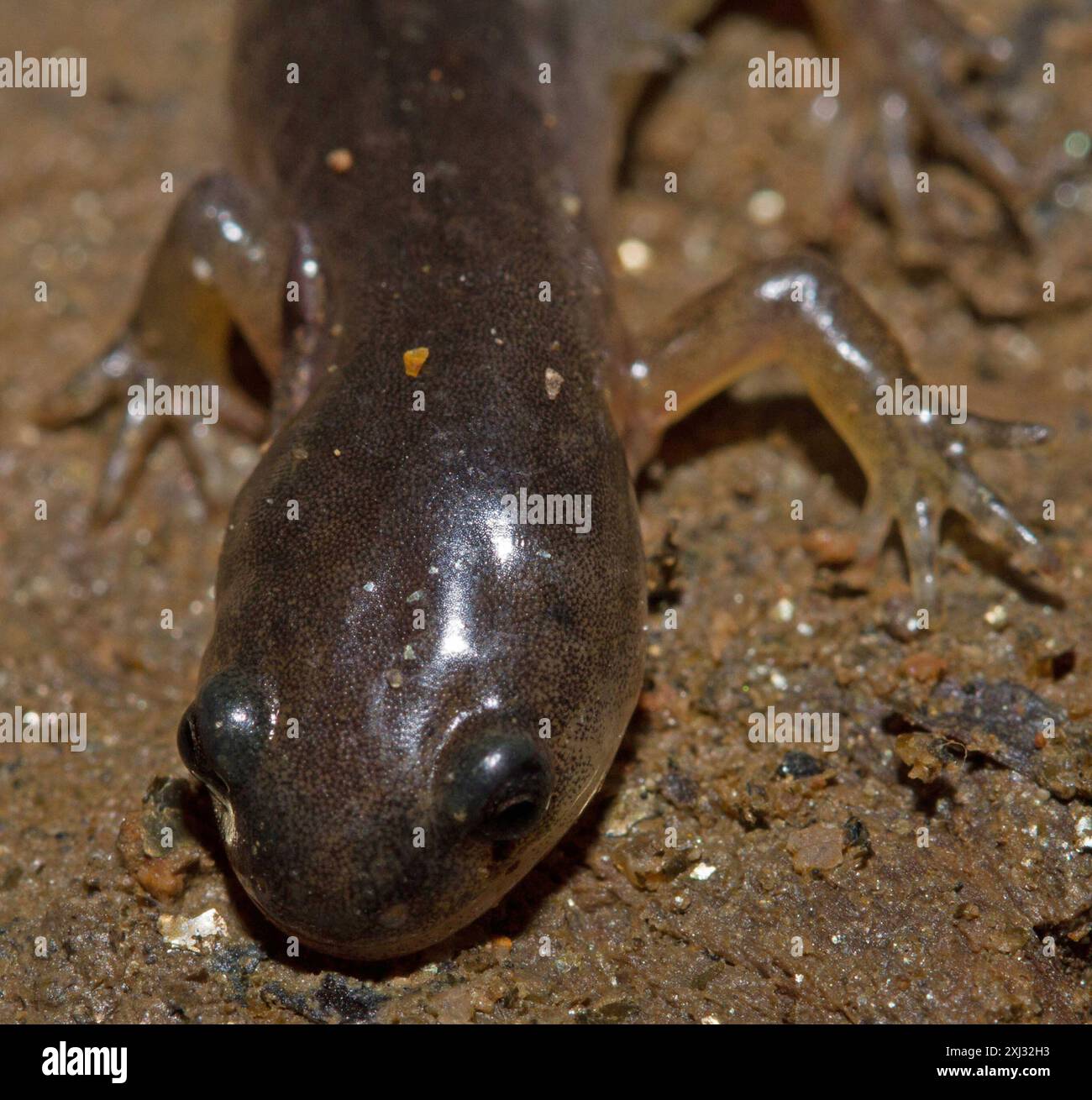 Small-mouthed Salamander (Ambystoma texanum) Amphibia Stock Photo - Alamy