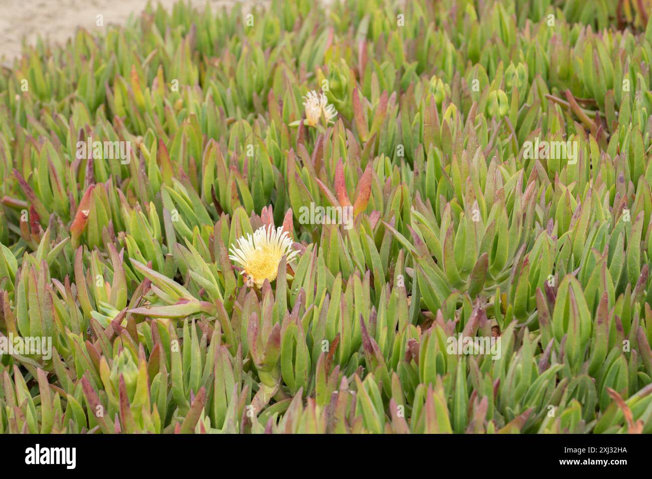 sea figs (Carpobrotus) Plantae Stock Photo - Alamy