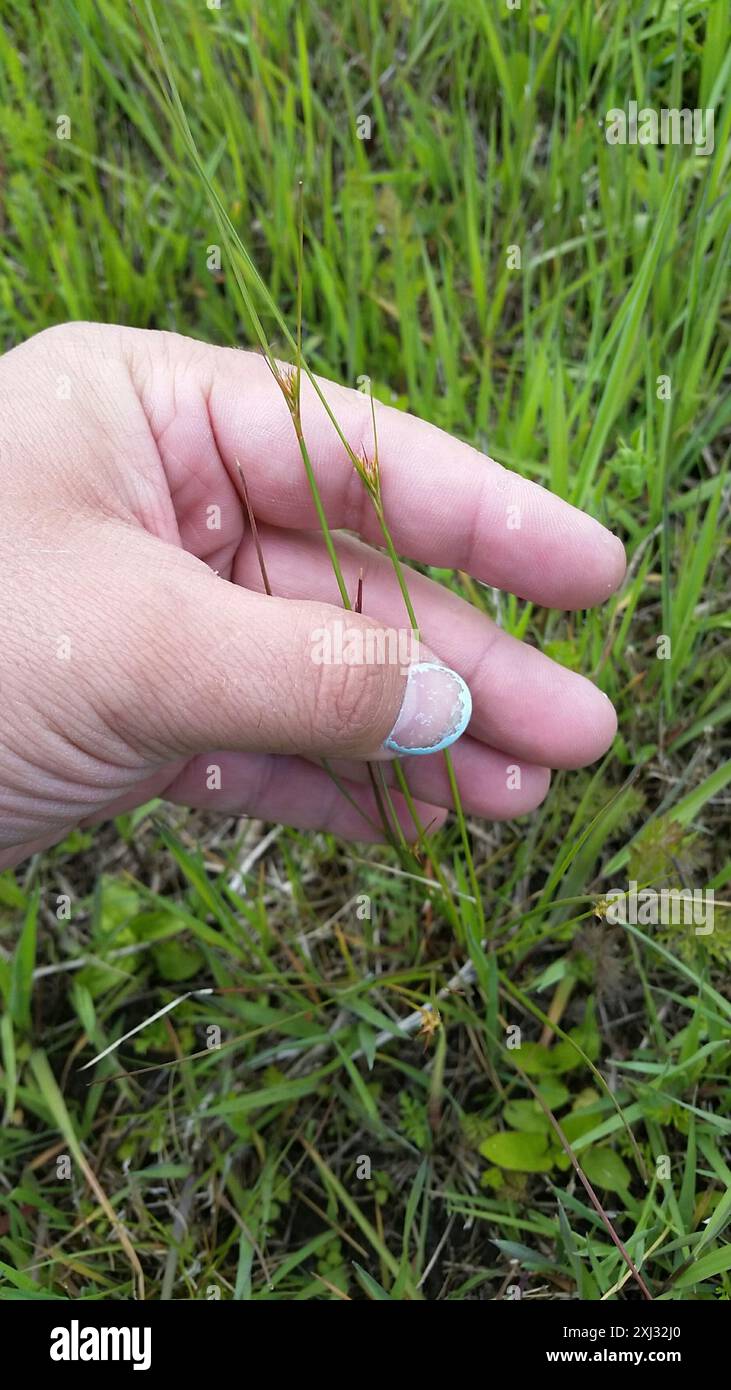Slender Path Rush (Juncus tenuis) Plantae Stock Photo - Alamy