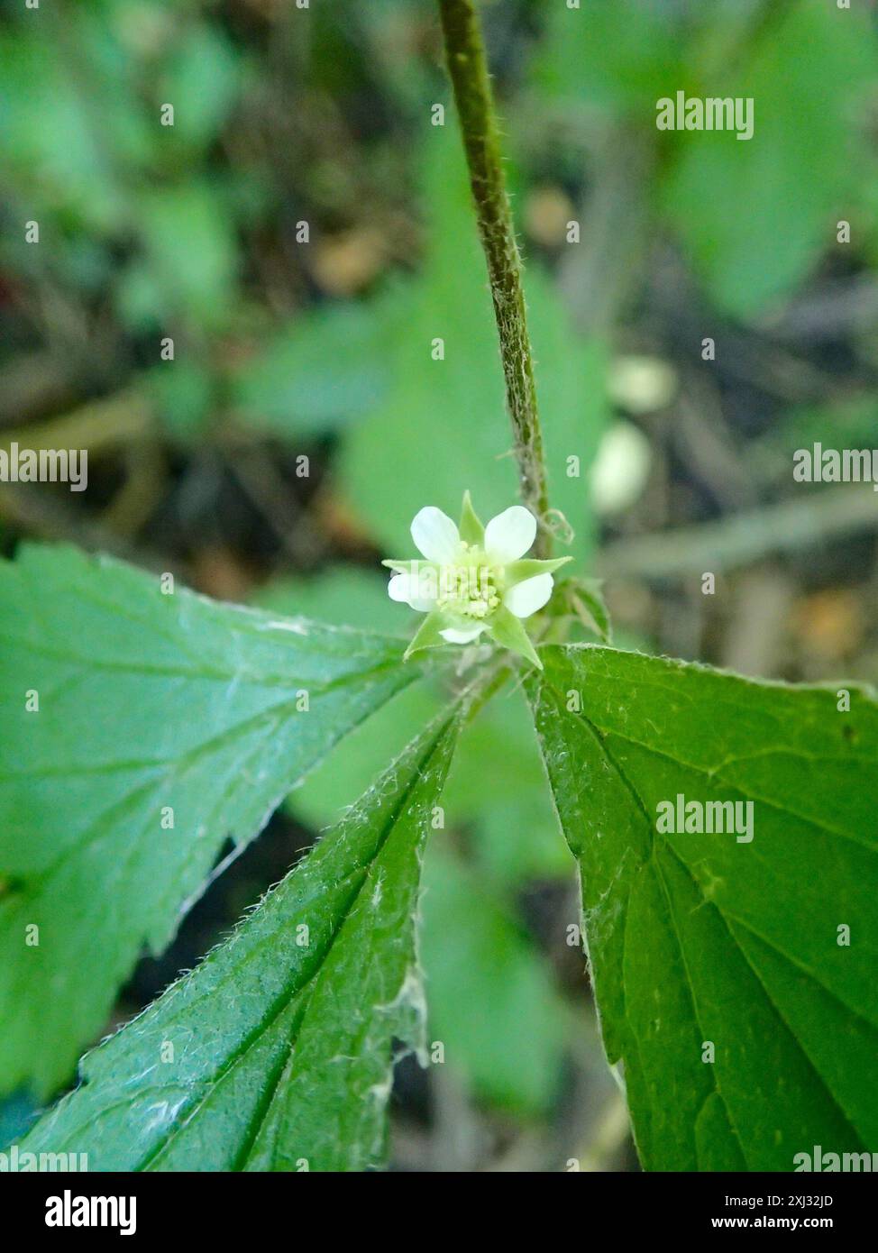white avens (Geum canadense) Plantae Stock Photo - Alamy