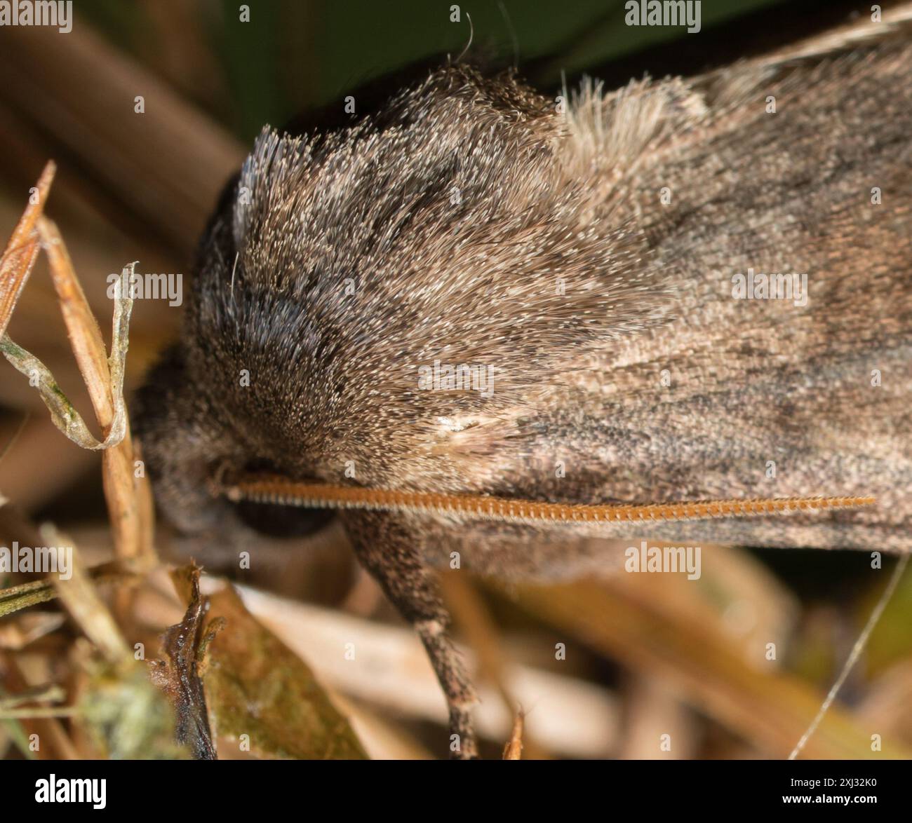 Bronzed Cutworm Moth (Nephelodes minians) Insecta Stock Photo - Alamy