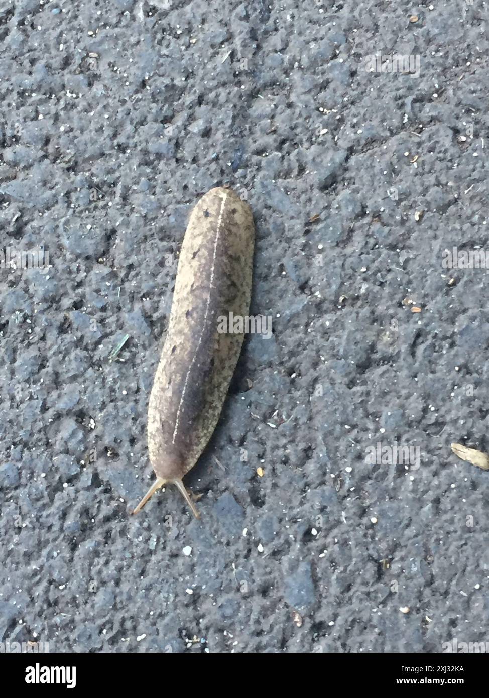Cuban Leaf Slug (Veronicella cubensis) Mollusca Stock Photo - Alamy