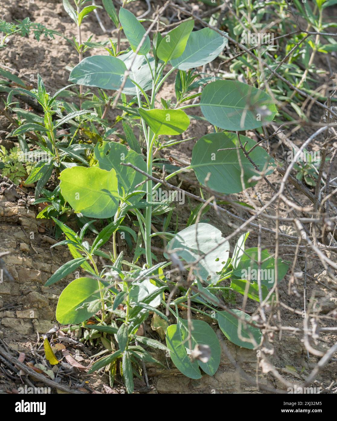tree tobacco (Nicotiana glauca) Plantae Stock Photo - Alamy