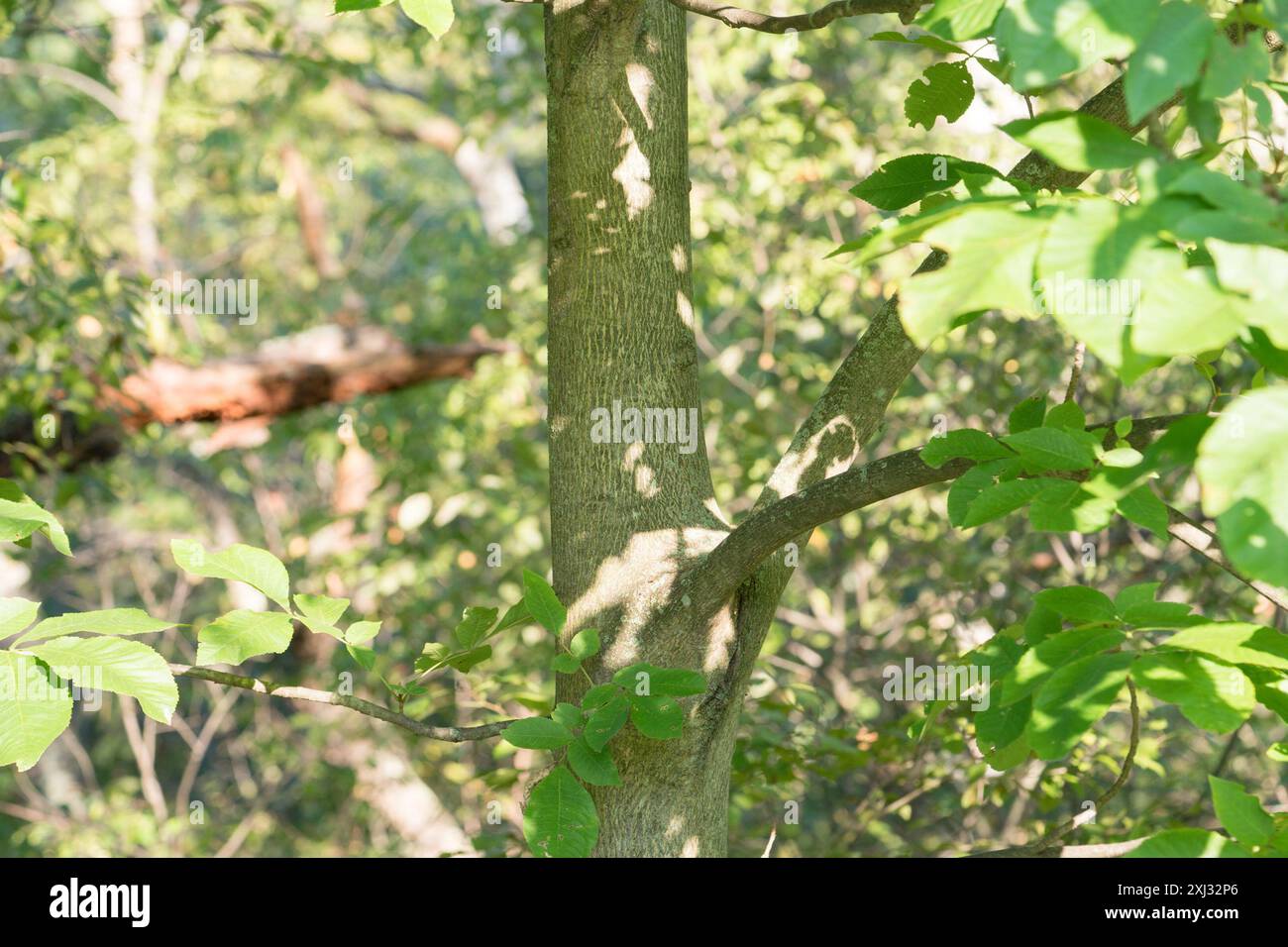 bitternut hickory (Carya cordiformis) Plantae Stock Photo - Alamy