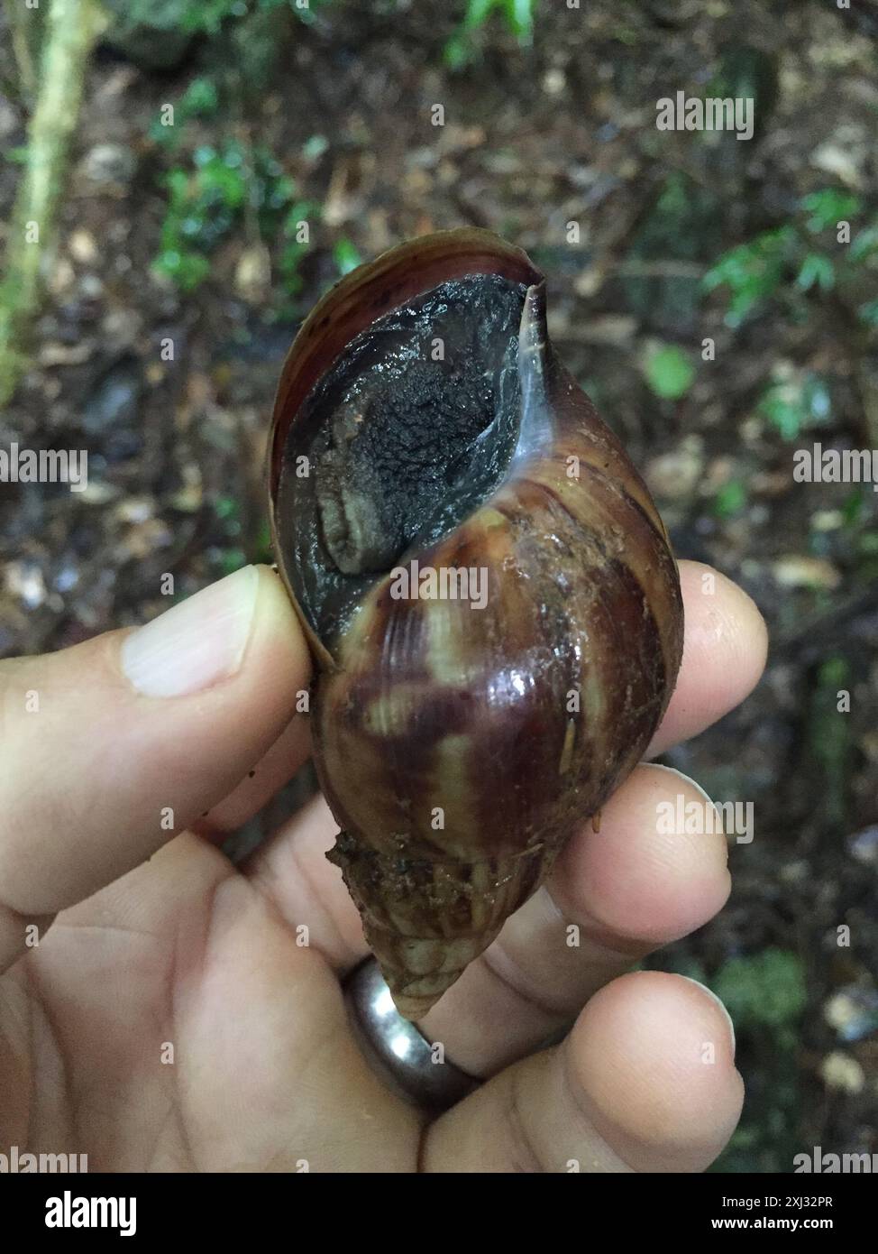 African Giant Snail (Lissachatina fulica) Mollusca Stock Photo - Alamy