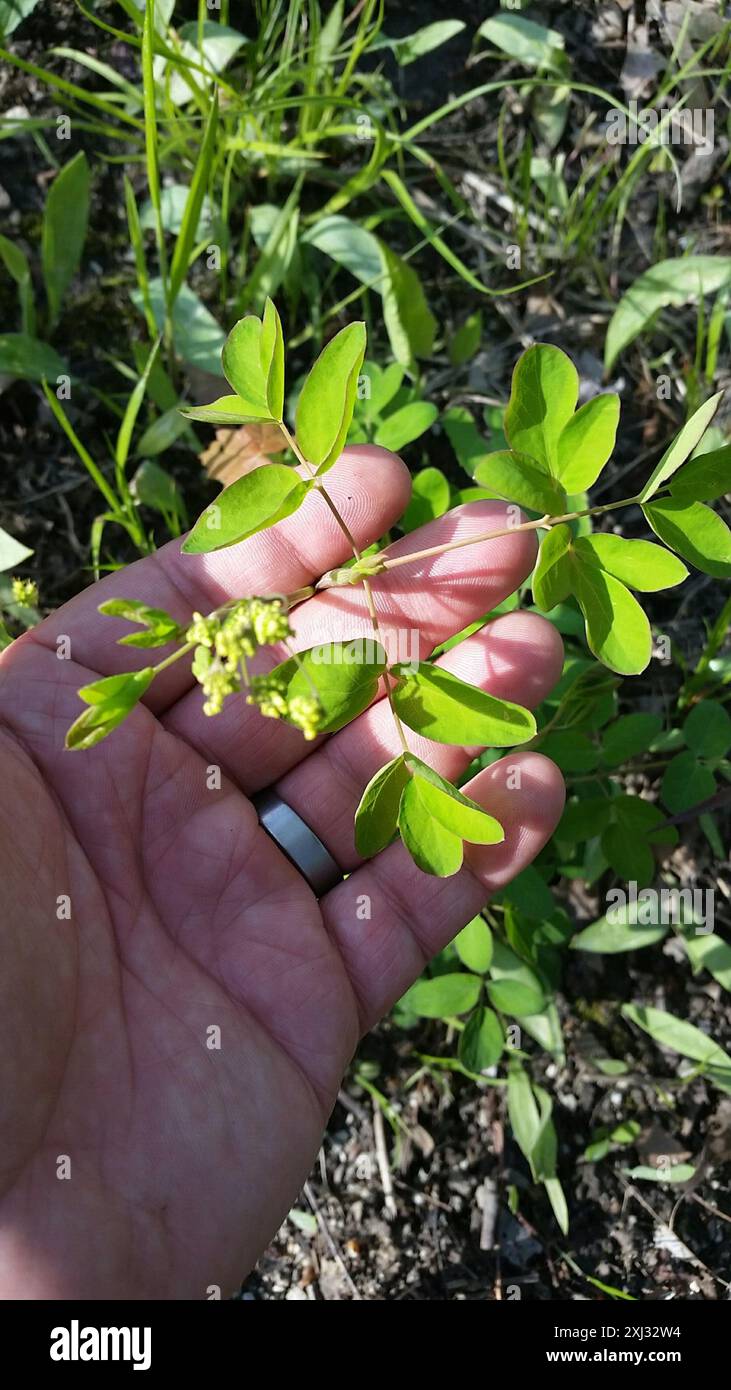yellow pimpernel (Taenidia integerrima) Plantae Stock Photo - Alamy