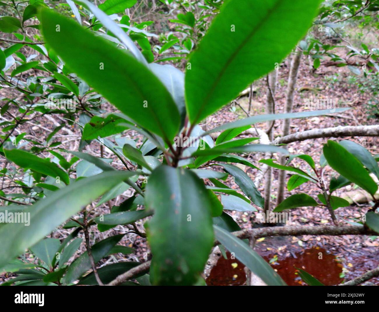 Cape beech (Rapanea melanophloeos) Plantae Stock Photo - Alamy