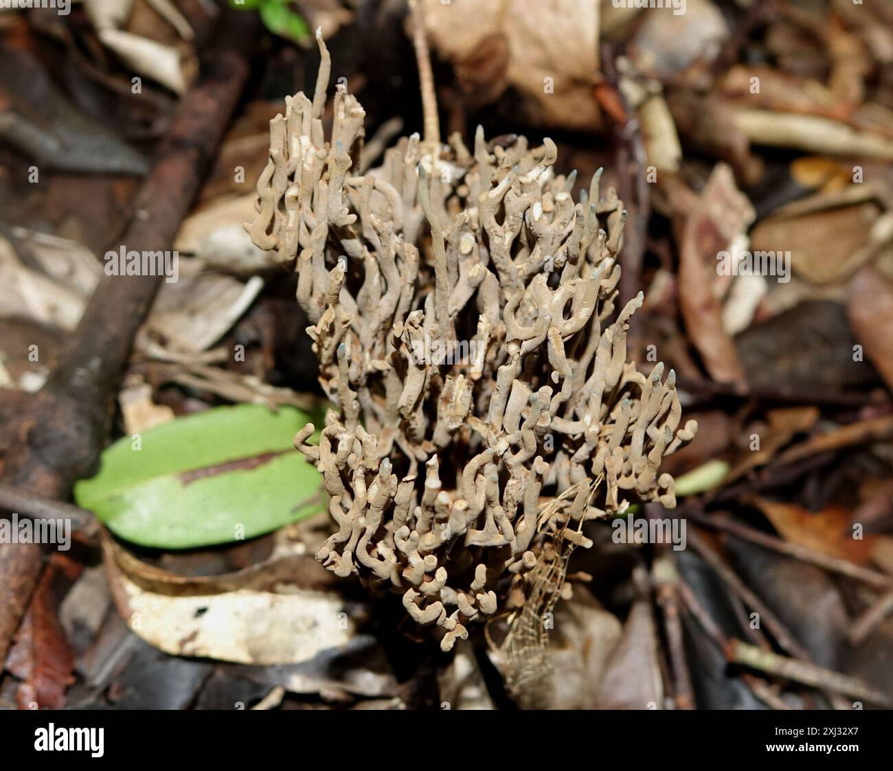 antler and spindle fungi (Clavariaceae) Fungi Stock Photo - Alamy