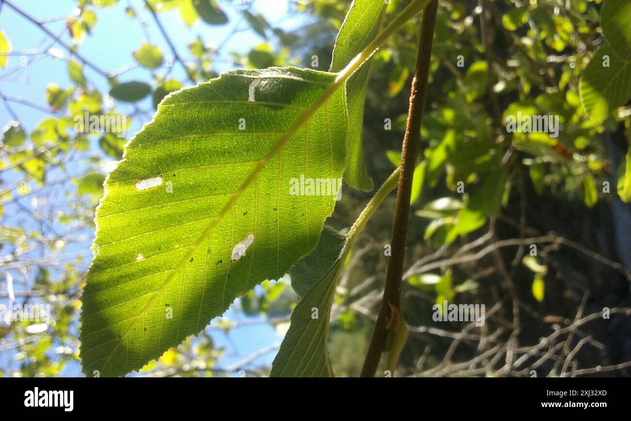 white alder (Alnus rhombifolia) Plantae Stock Photo - Alamy