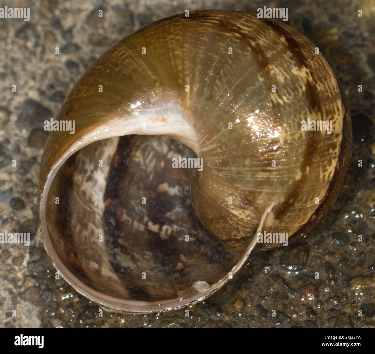 Garden Snail (Cornu aspersum) Mollusca Stock Photo - Alamy