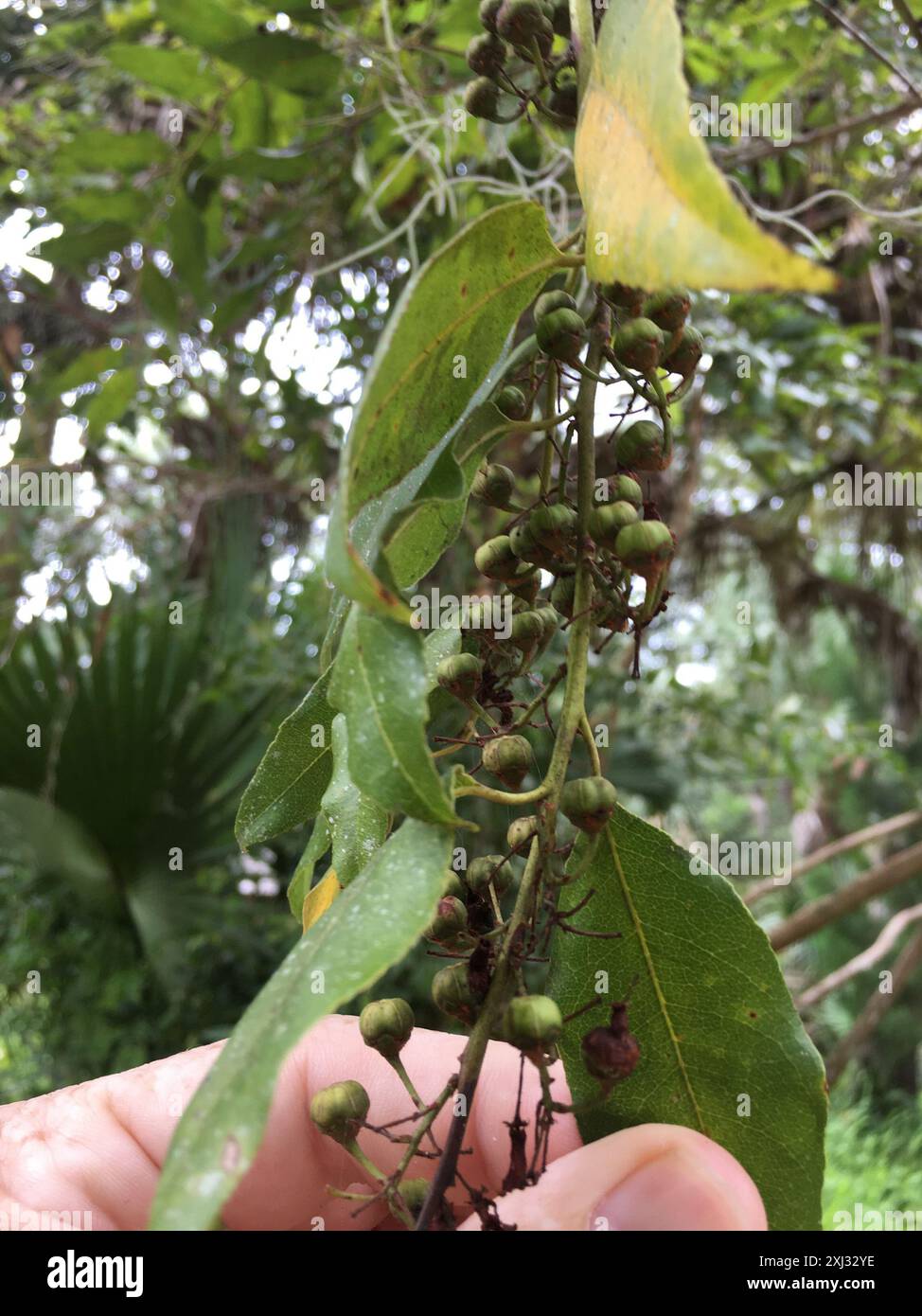 Florida hobblebush (Agarista populifolia) Plantae Stock Photo - Alamy