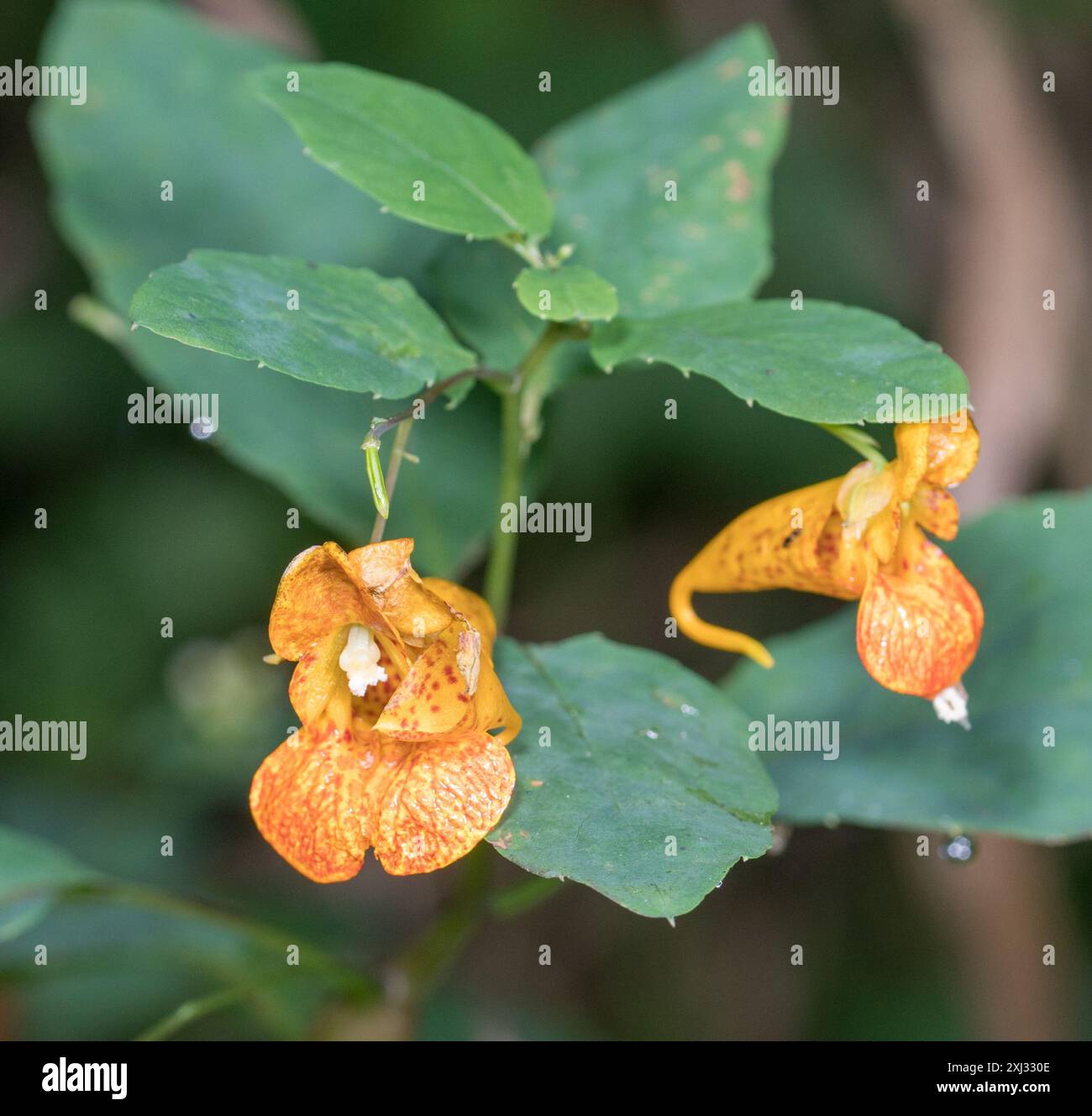 common jewelweed (Impatiens capensis) Plantae Stock Photo - Alamy