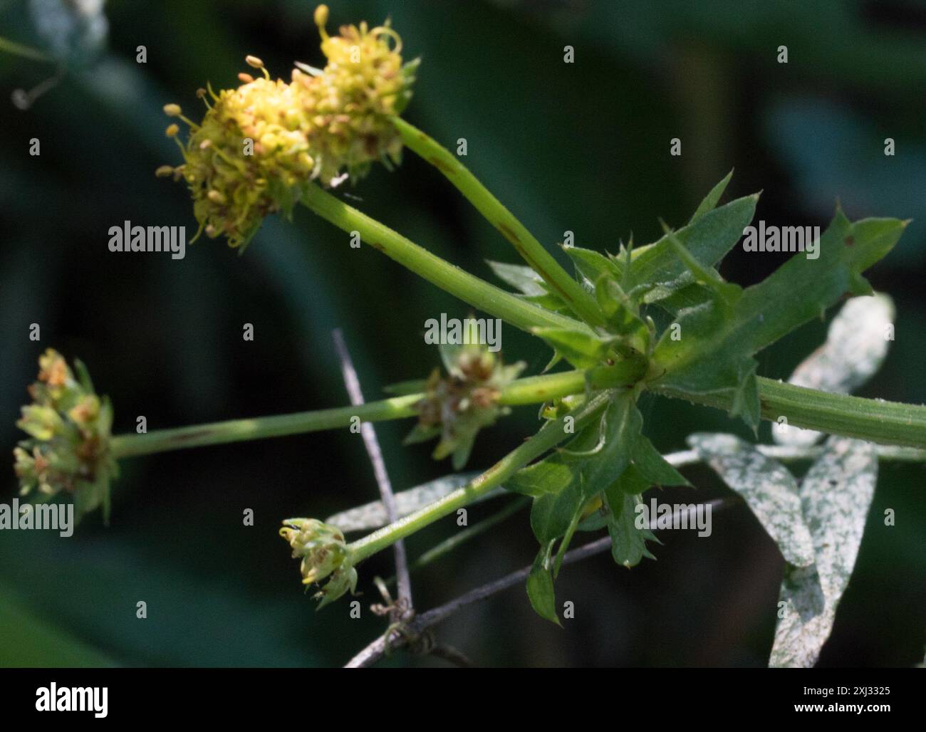 Sharp-toothed Sanicle (Sanicula arguta) Plantae Stock Photo - Alamy