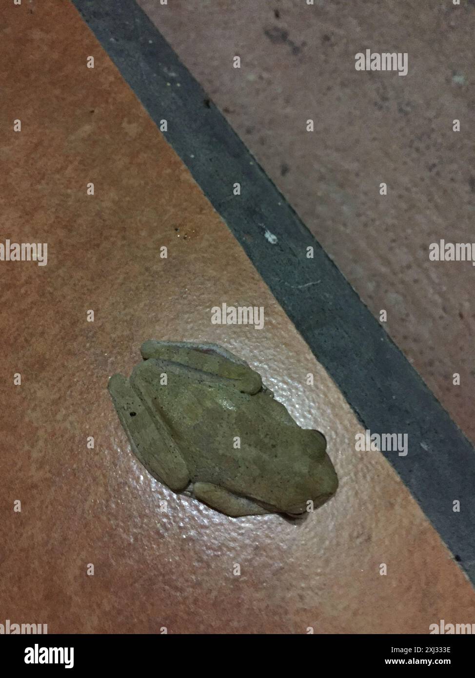 Drab tree frog hi-res stock photography and images - Alamy