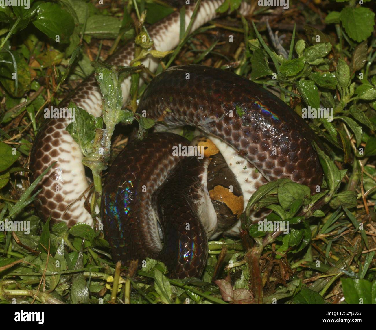 Asian Sunbeam Snake (Xenopeltis unicolor) Reptilia Stock Photo - Alamy