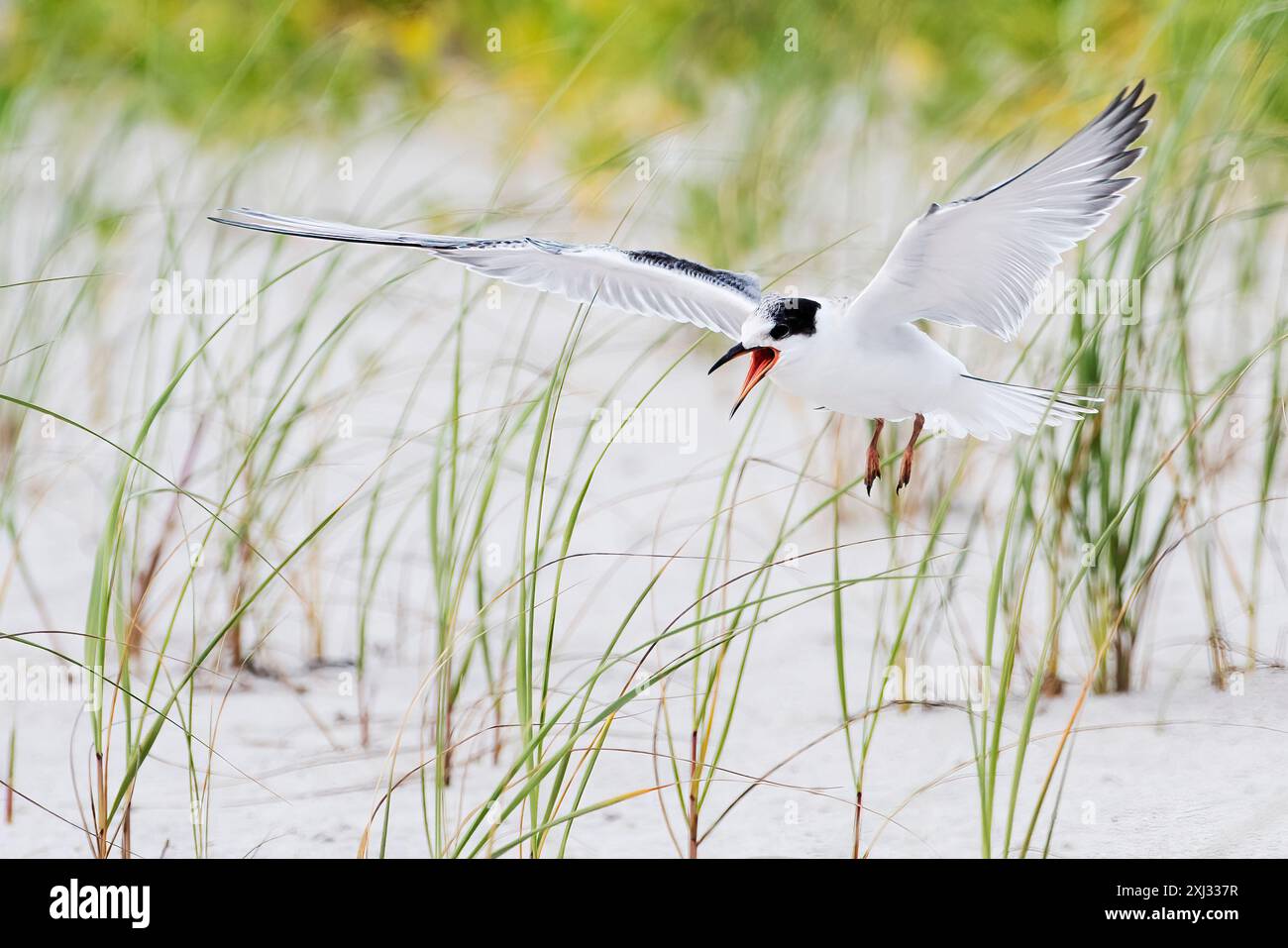 Juvenile common tern landing on beach nesting grounds Stock Photo - Alamy