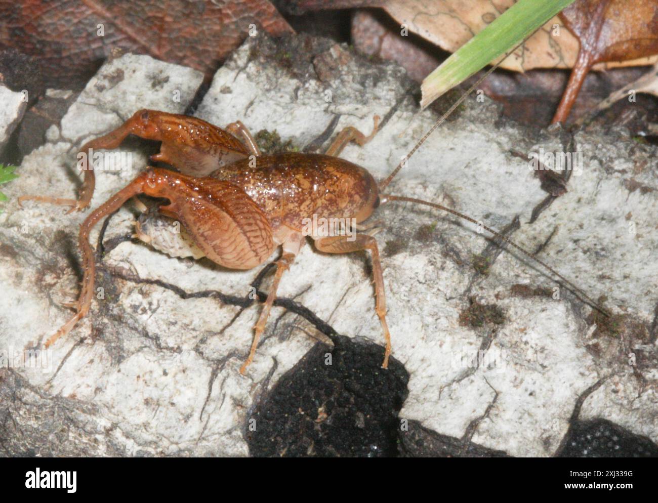 Camel Crickets, Cave Crickets, and Cave Wēta (Rhaphidophoridae) Insecta ...