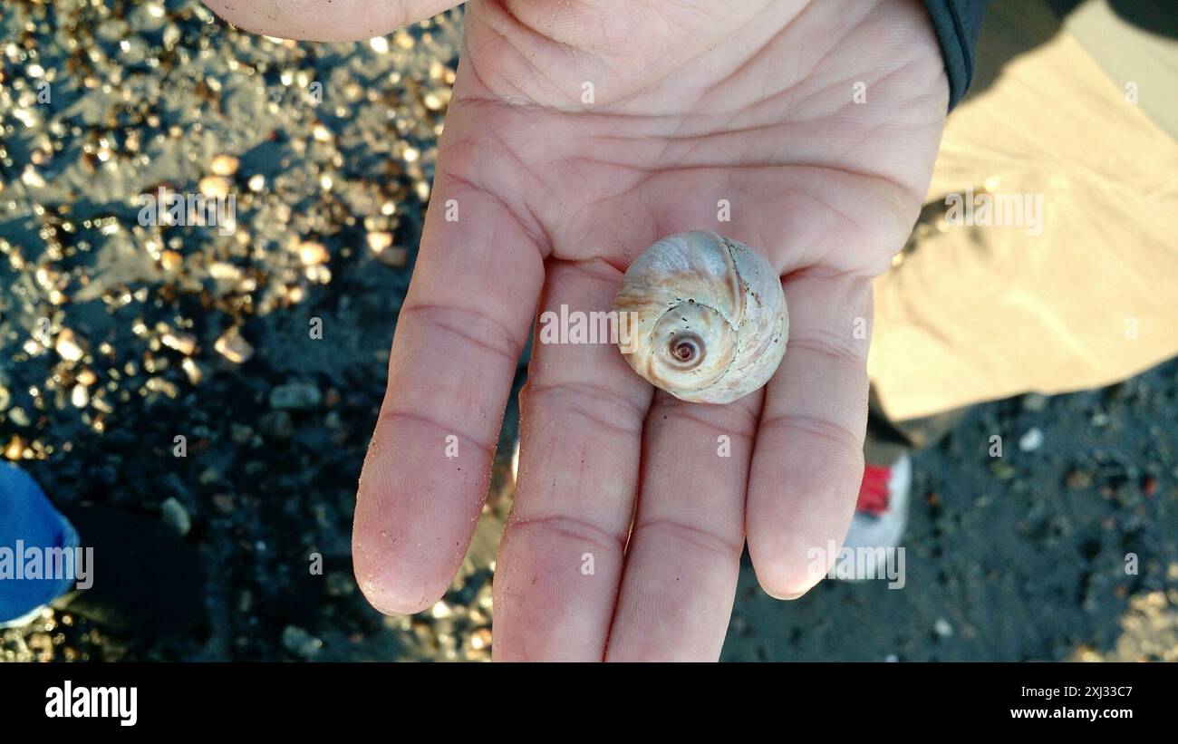 Moon Snails (Naticidae) Mollusca Stock Photo - Alamy