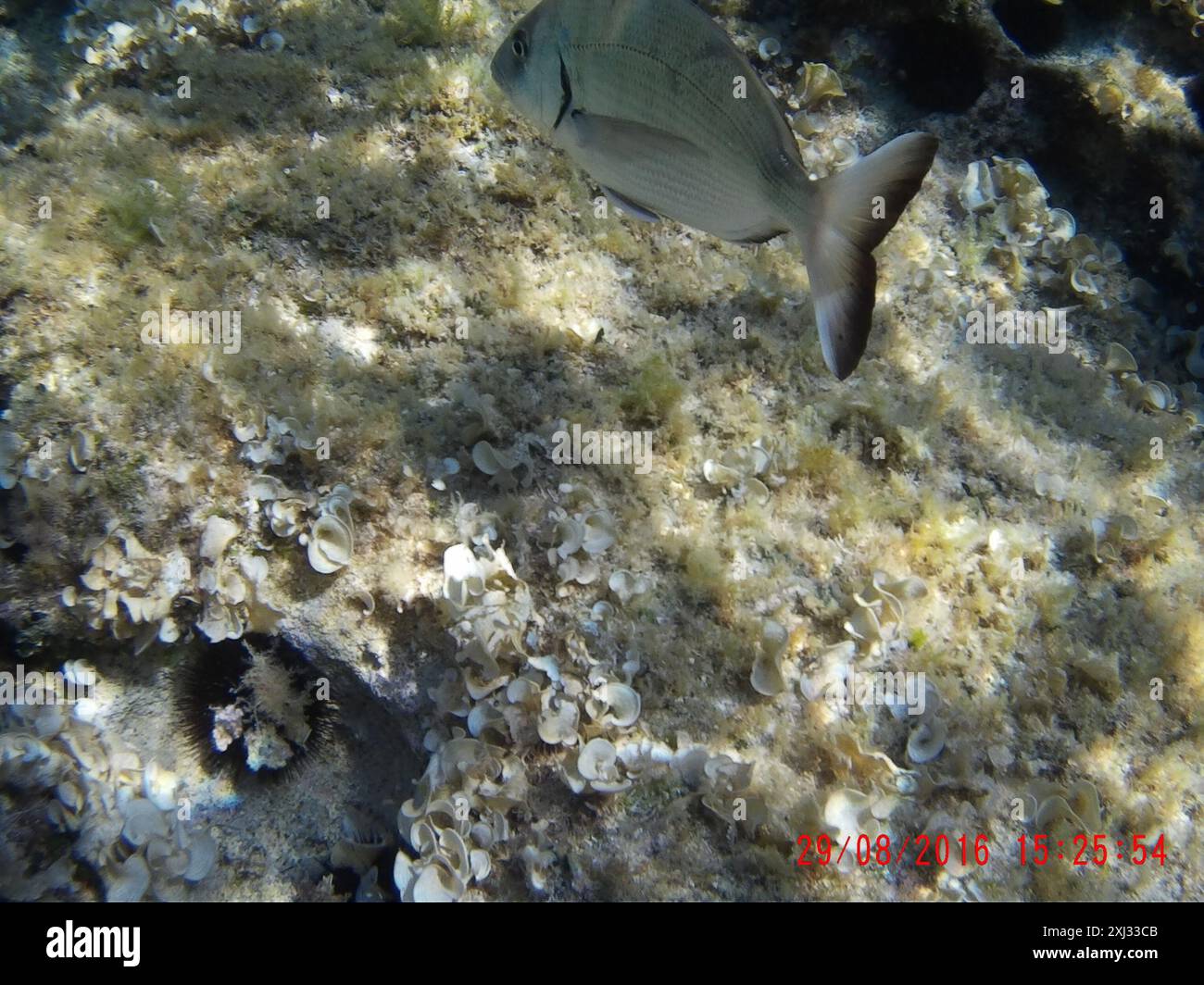 Sargo (Diplodus sargus) Actinopterygii Stock Photo - Alamy