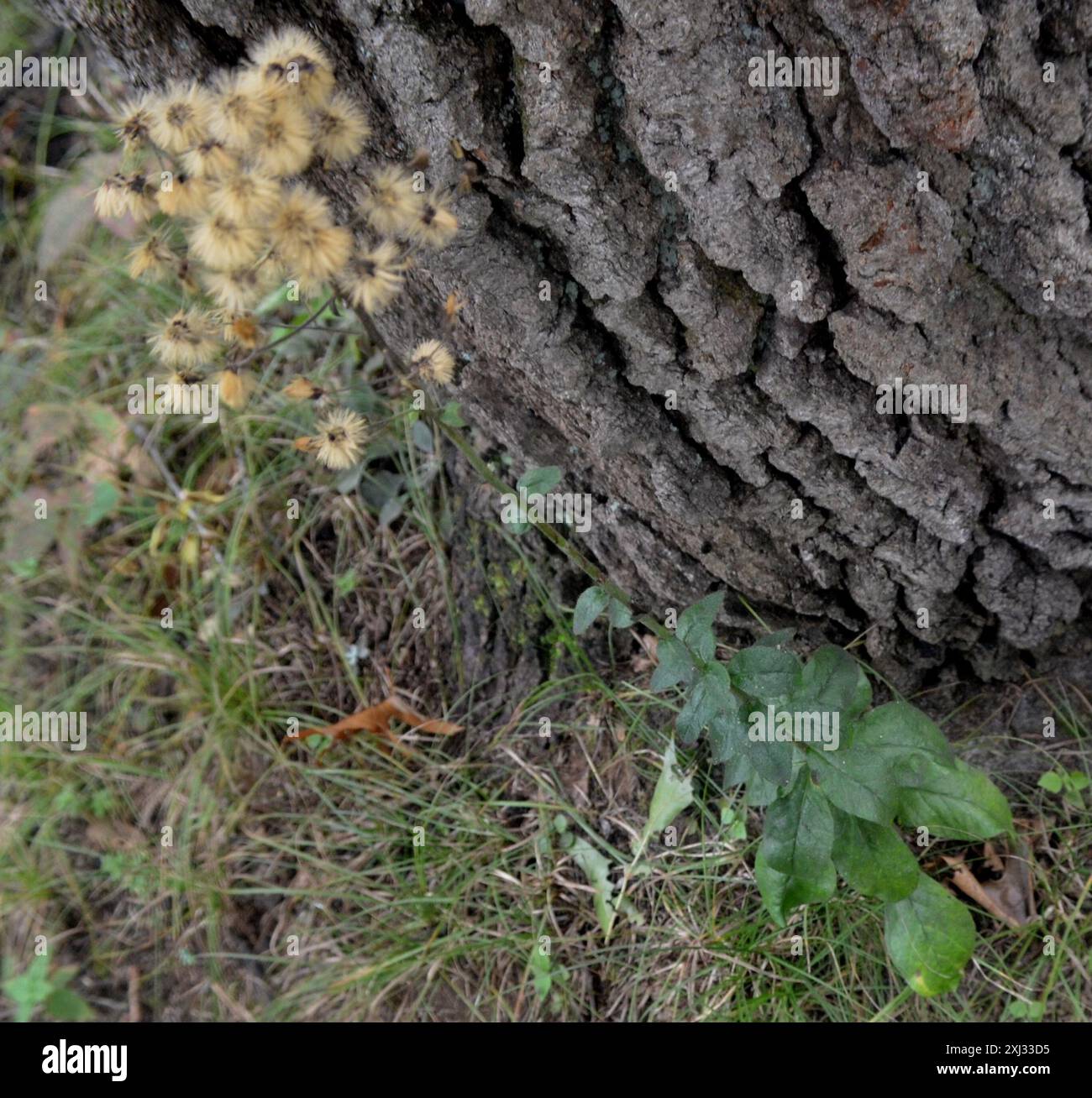 rough hawkweed (Hieracium scabrum) Plantae Stock Photo - Alamy