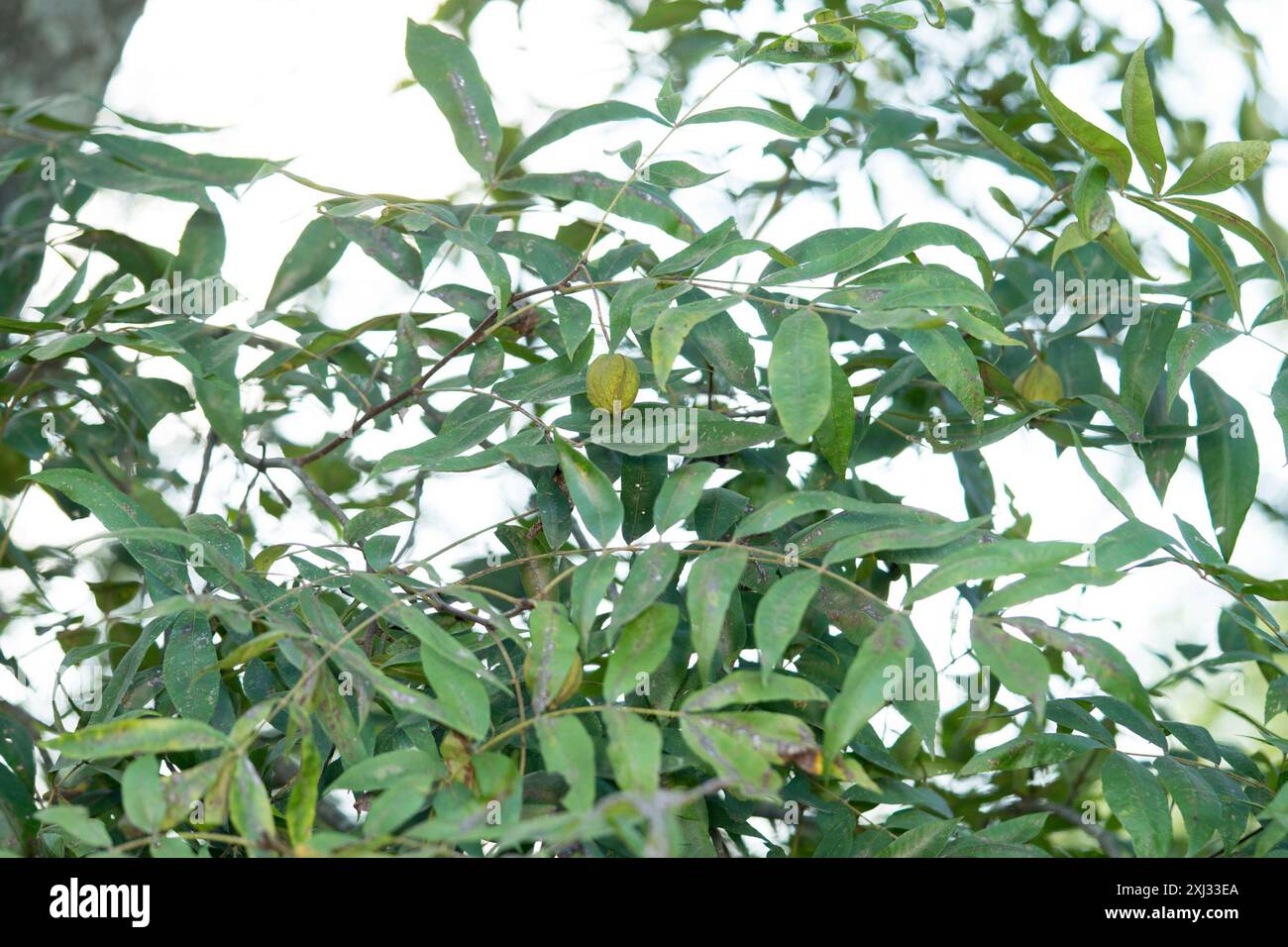 Carya aquatica hi-res stock photography and images - Alamy