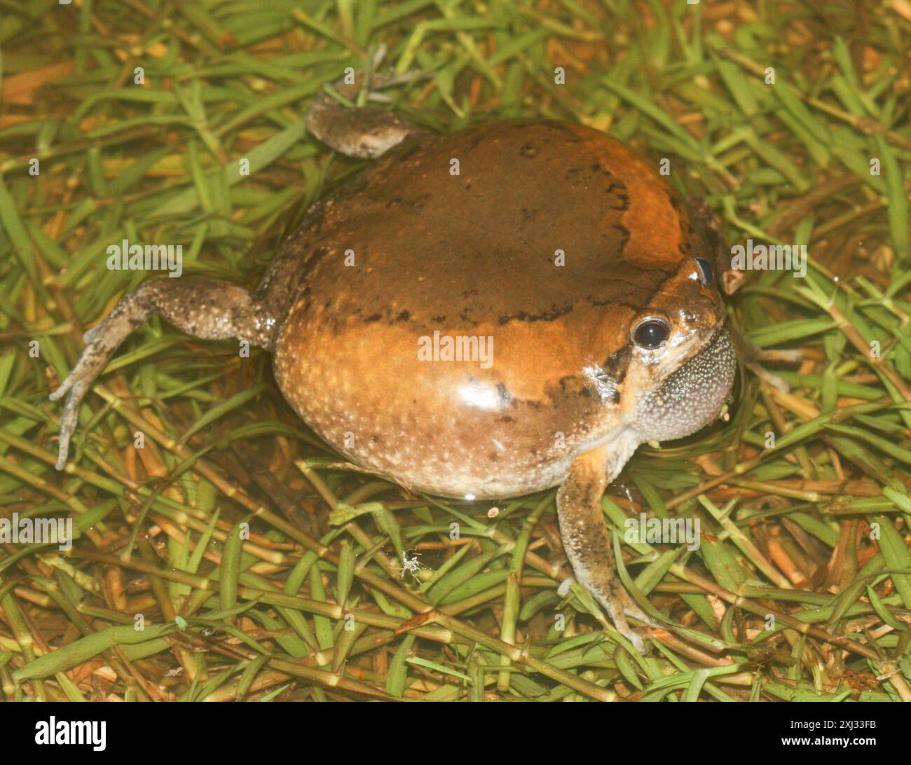 Asian Painted Frog (Kaloula pulchra) Amphibia Stock Photo - Alamy