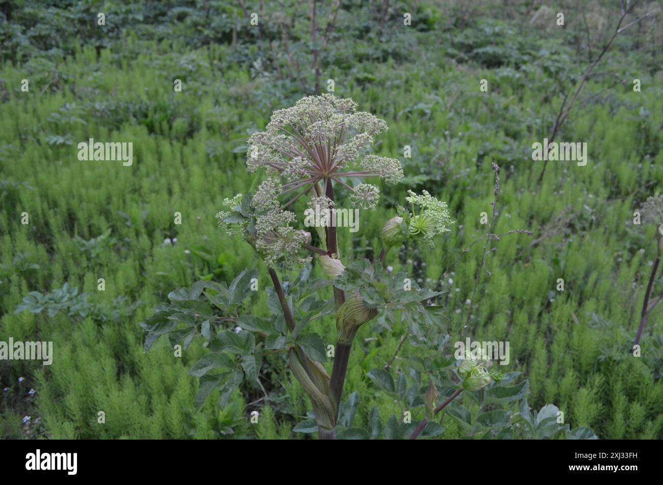purple-stemmed angelica (Angelica atropurpurea) Plantae Stock Photo - Alamy