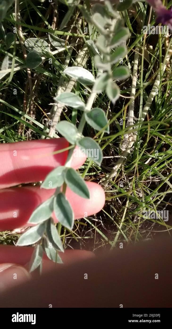 Woolly Locoweed (Astragalus mollissimus) Plantae Stock Photo - Alamy
