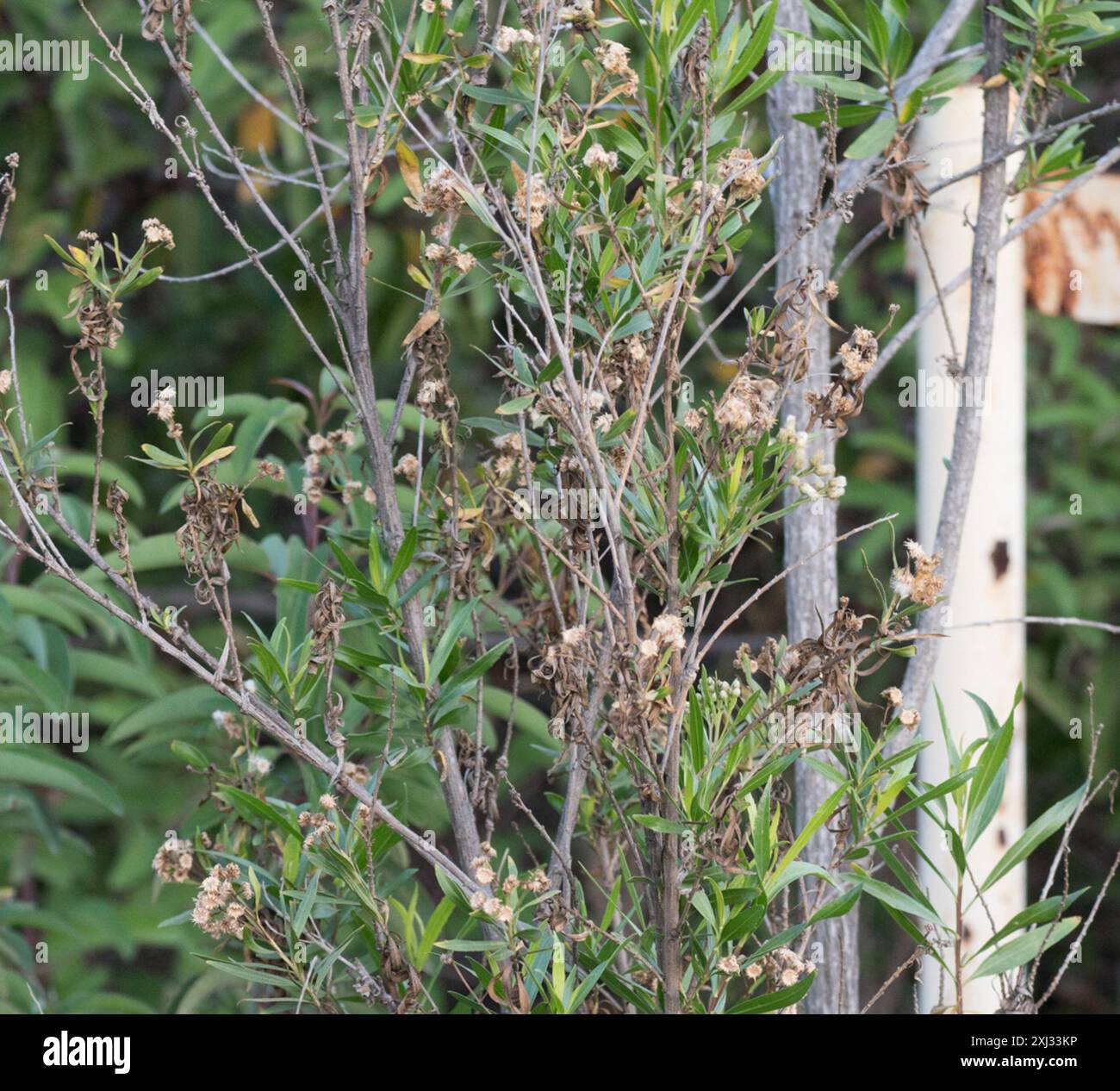 mule fat (Baccharis salicifolia) Plantae Stock Photo - Alamy
