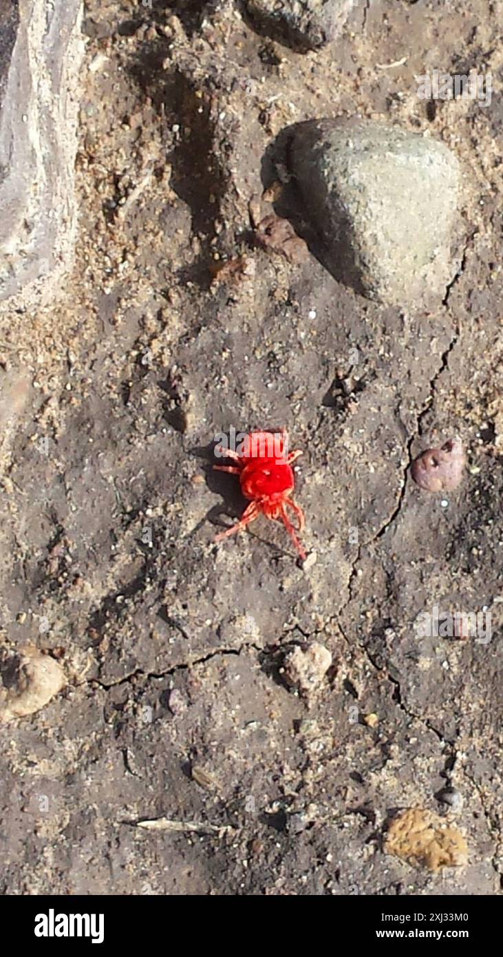 Giant Velvet Mites (Dinothrombium) Arachnida Stock Photo - Alamy