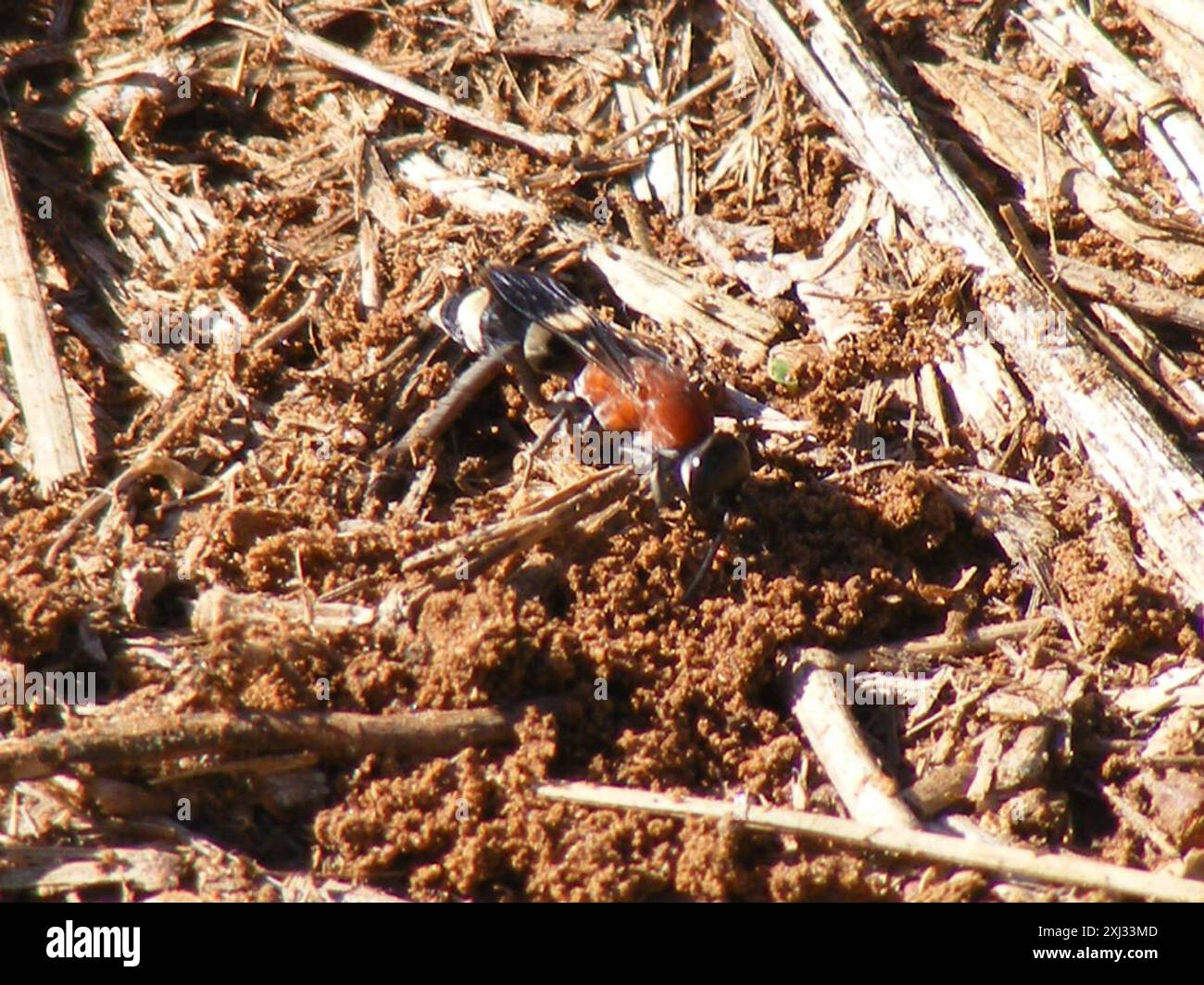 Spider Wasps (Pompilidae) Insecta Stock Photo - Alamy