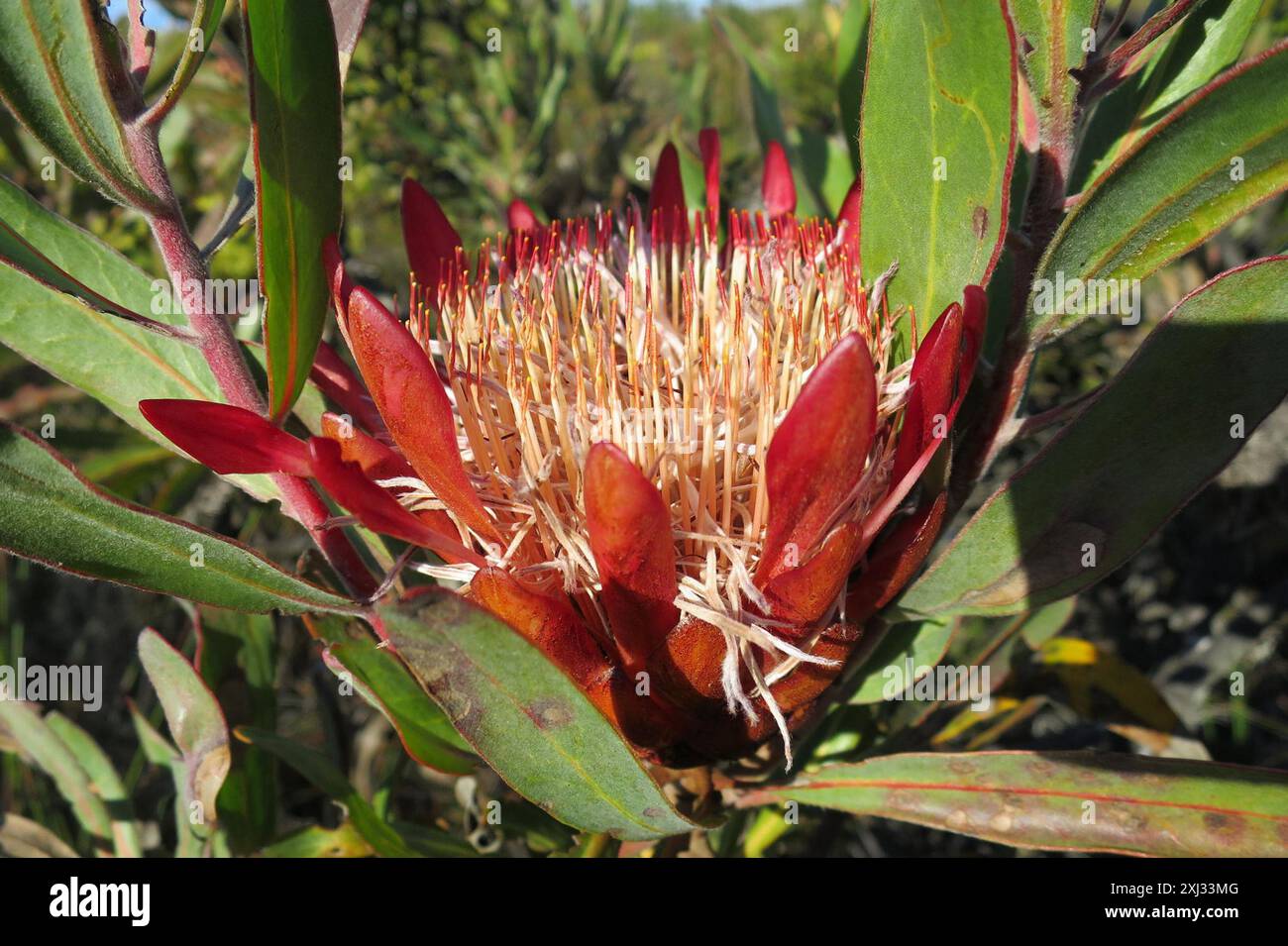 Protea susannae hi-res stock photography and images - Alamy