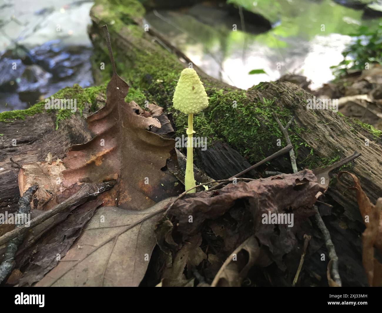 flowerpot parasol (Leucocoprinus birnbaumii) Fungi Stock Photo - Alamy