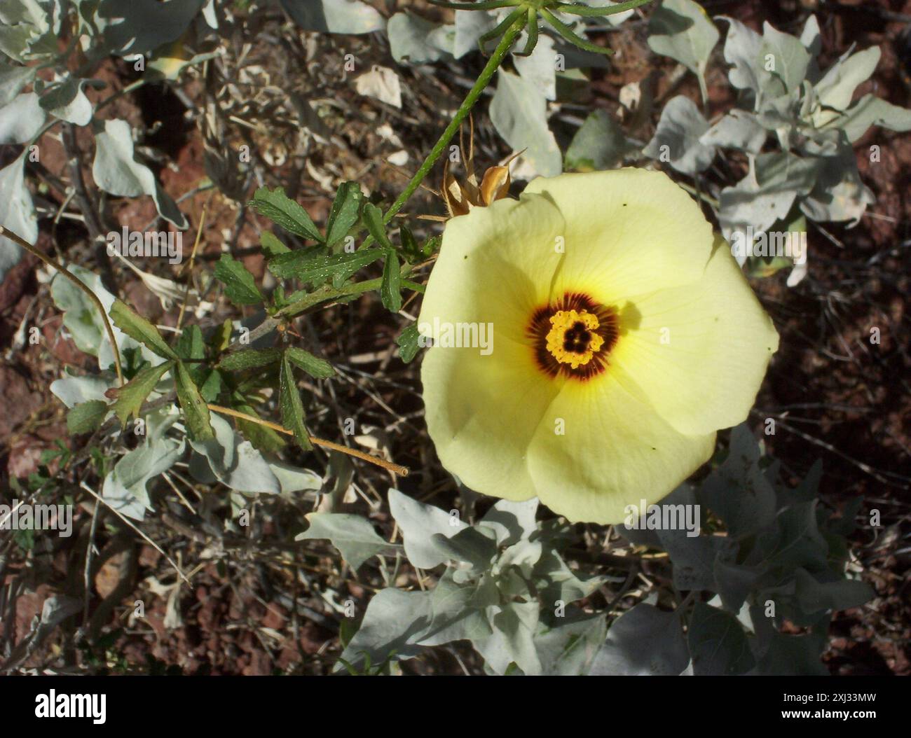 desert rosemallow (Hibiscus coulteri) Plantae Stock Photo - Alamy