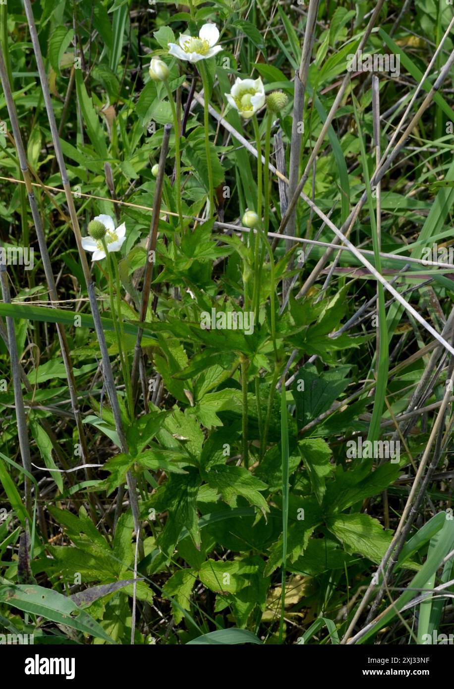 tall thimbleweed (Anemone virginiana) Plantae Stock Photo - Alamy