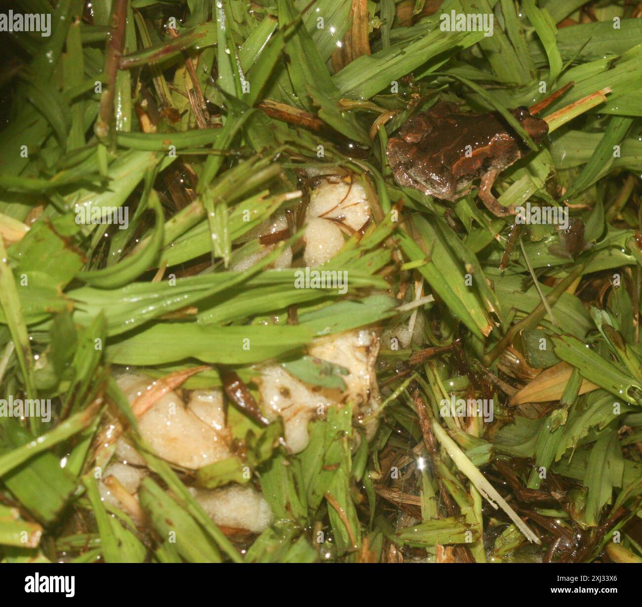 Tubercled Pygmy Frog (Microhyla butleri) Amphibia Stock Photo - Alamy