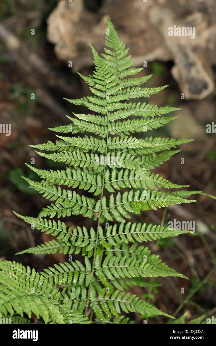 spinulose wood fern (Dryopteris carthusiana) Plantae Stock Photo - Alamy