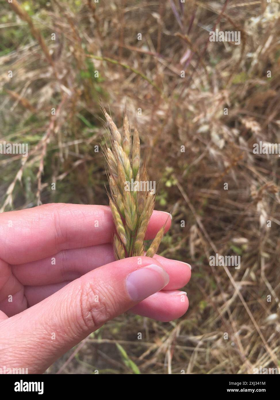common soft brome (Bromus hordeaceus) Plantae Stock Photo - Alamy