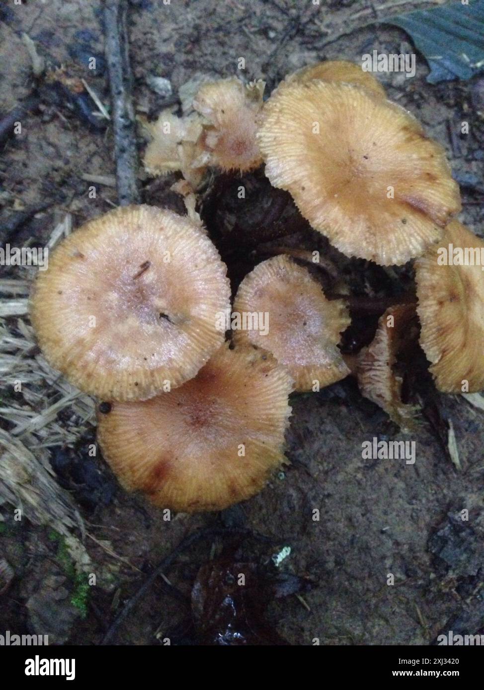 Basidiomycete Fungi (Basidiomycota) Fungi Stock Photo - Alamy