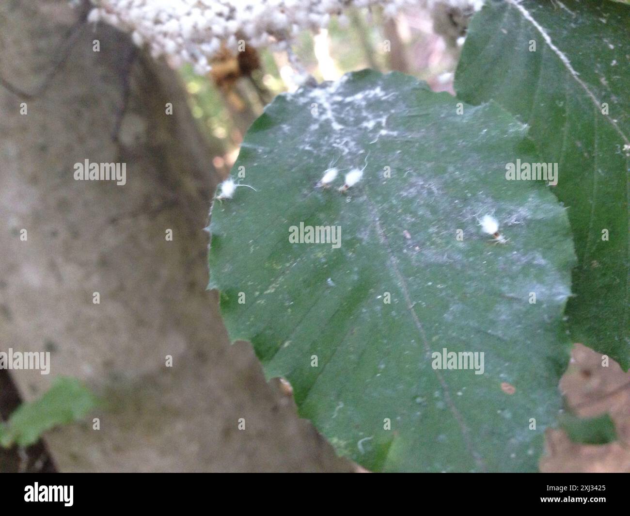 Beech blight aphid hi-res stock photography and images - Alamy