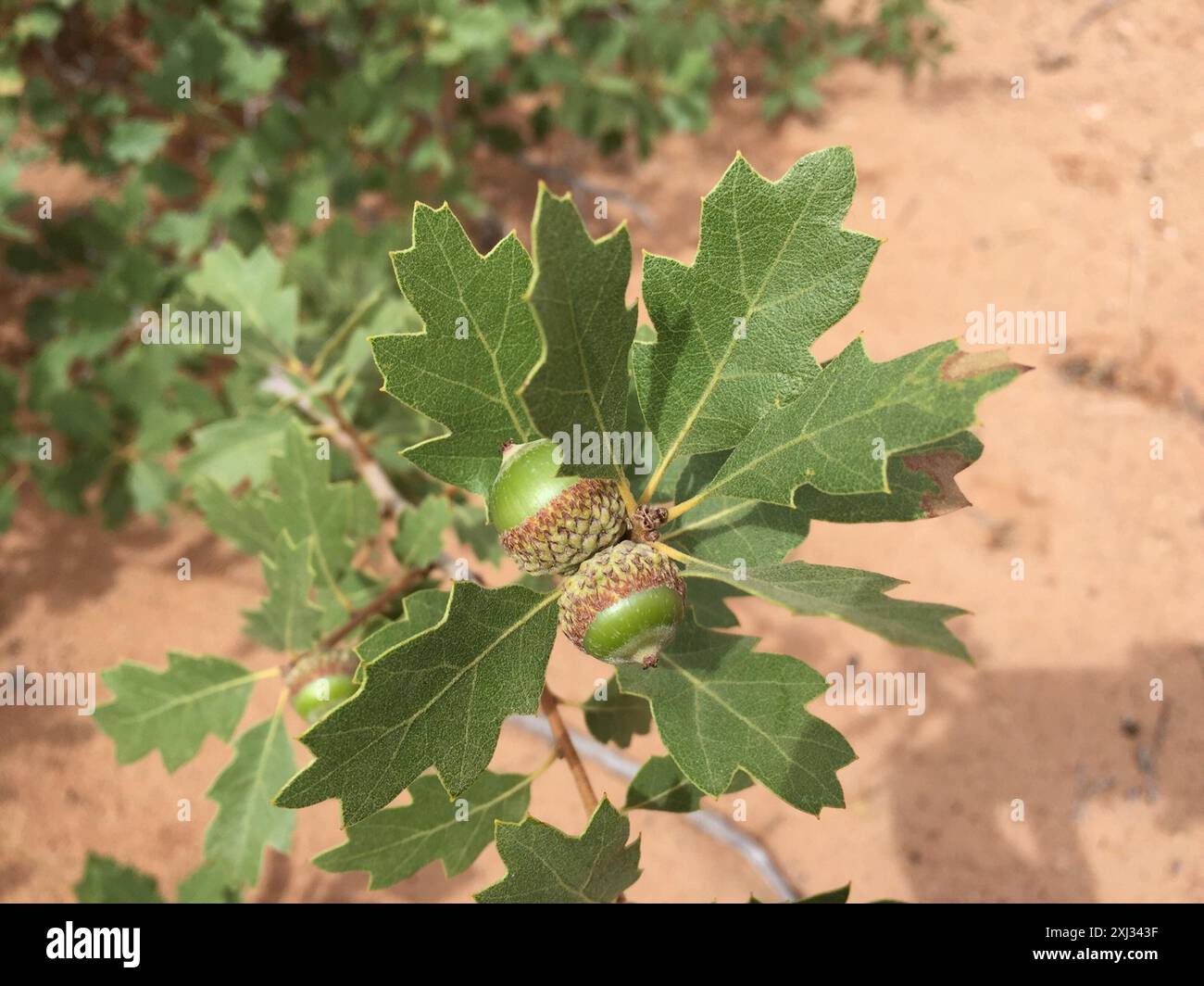 Tucker Oak (Quercus welshii) Plantae Stock Photo - Alamy