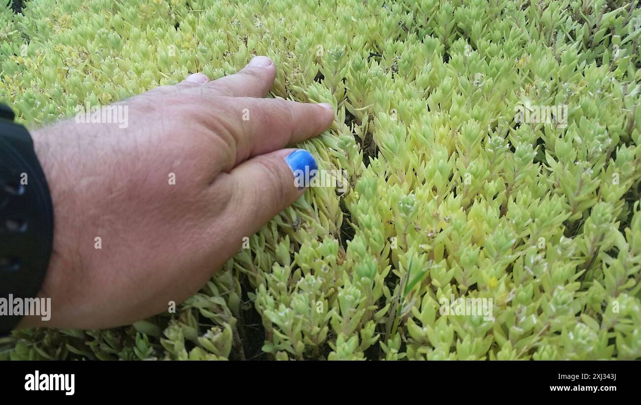 Stringy Stonecrop (Sedum sarmentosum) Plantae Stock Photo - Alamy
