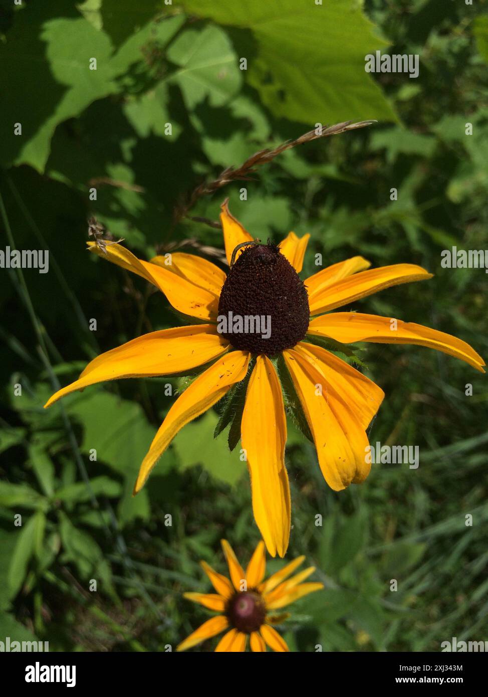 eastern black-eyed susan (Rudbeckia hirta pulcherrima) Plantae Stock ...