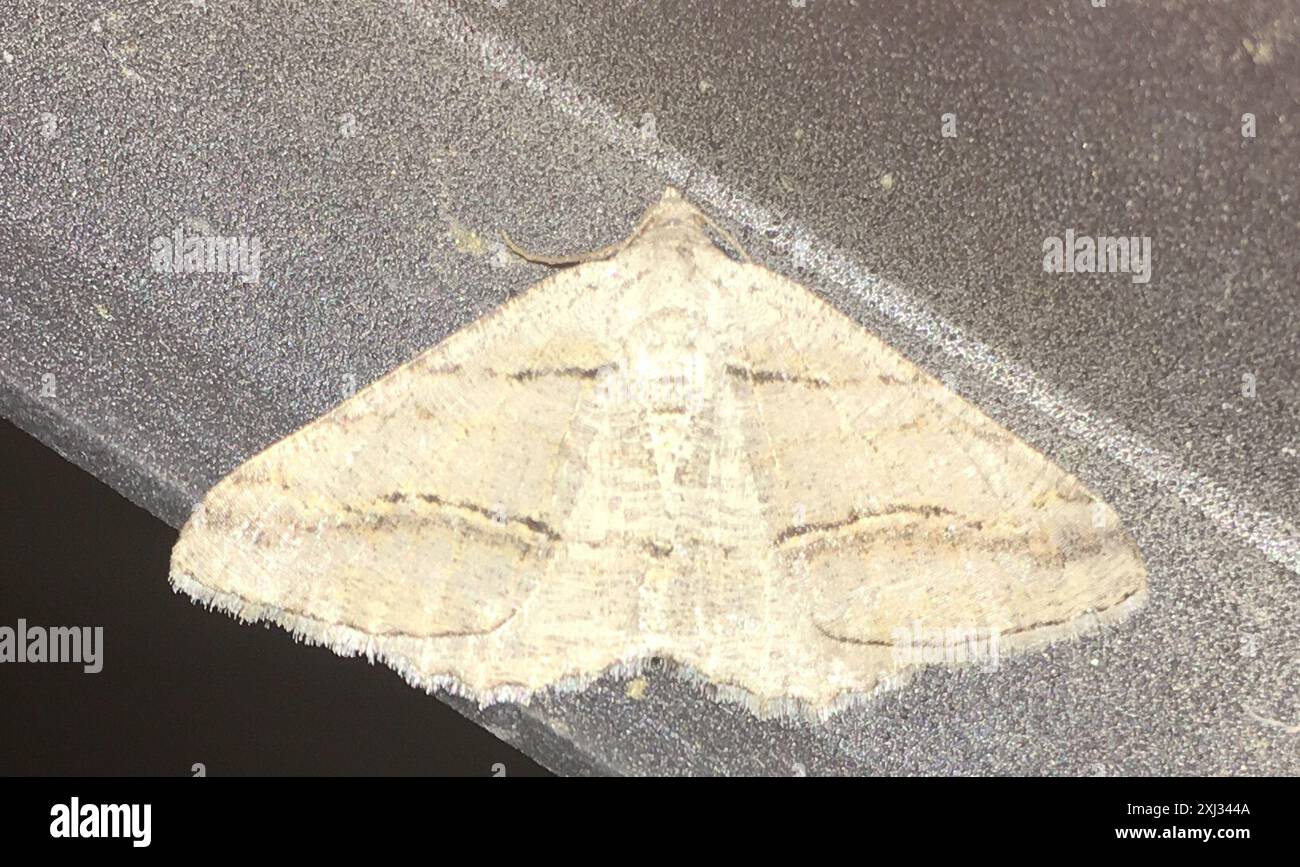 Angle Moths and Allies (Macariini) Insecta Stock Photo - Alamy