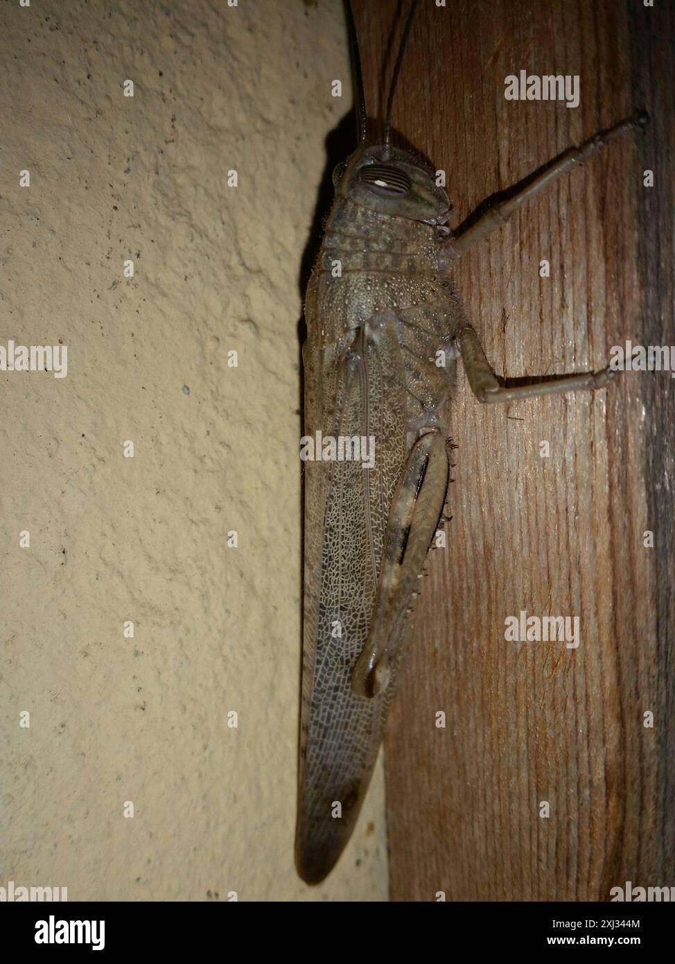 Egyptian Bird Grasshopper (Anacridium aegyptium) Insecta Stock Photo ...