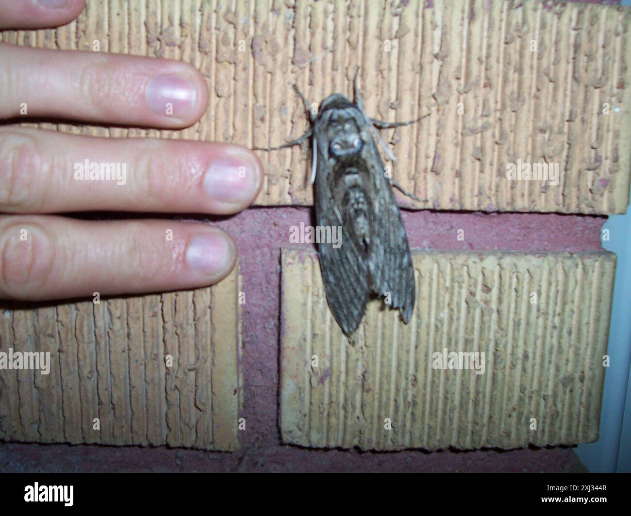 Five spotted hawk moth hi-res stock photography and images - Alamy
