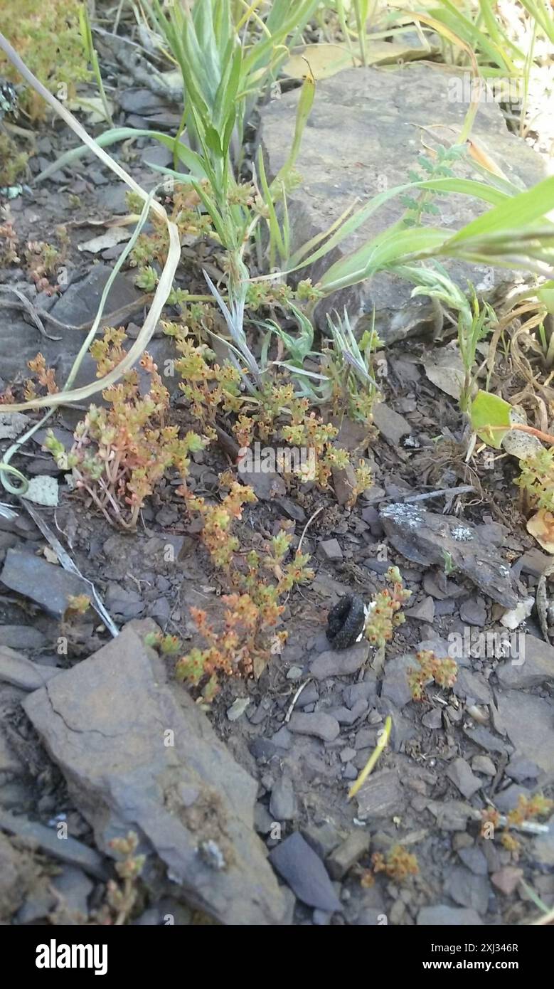 sand pygmyweed (Crassula connata) Plantae Stock Photo - Alamy