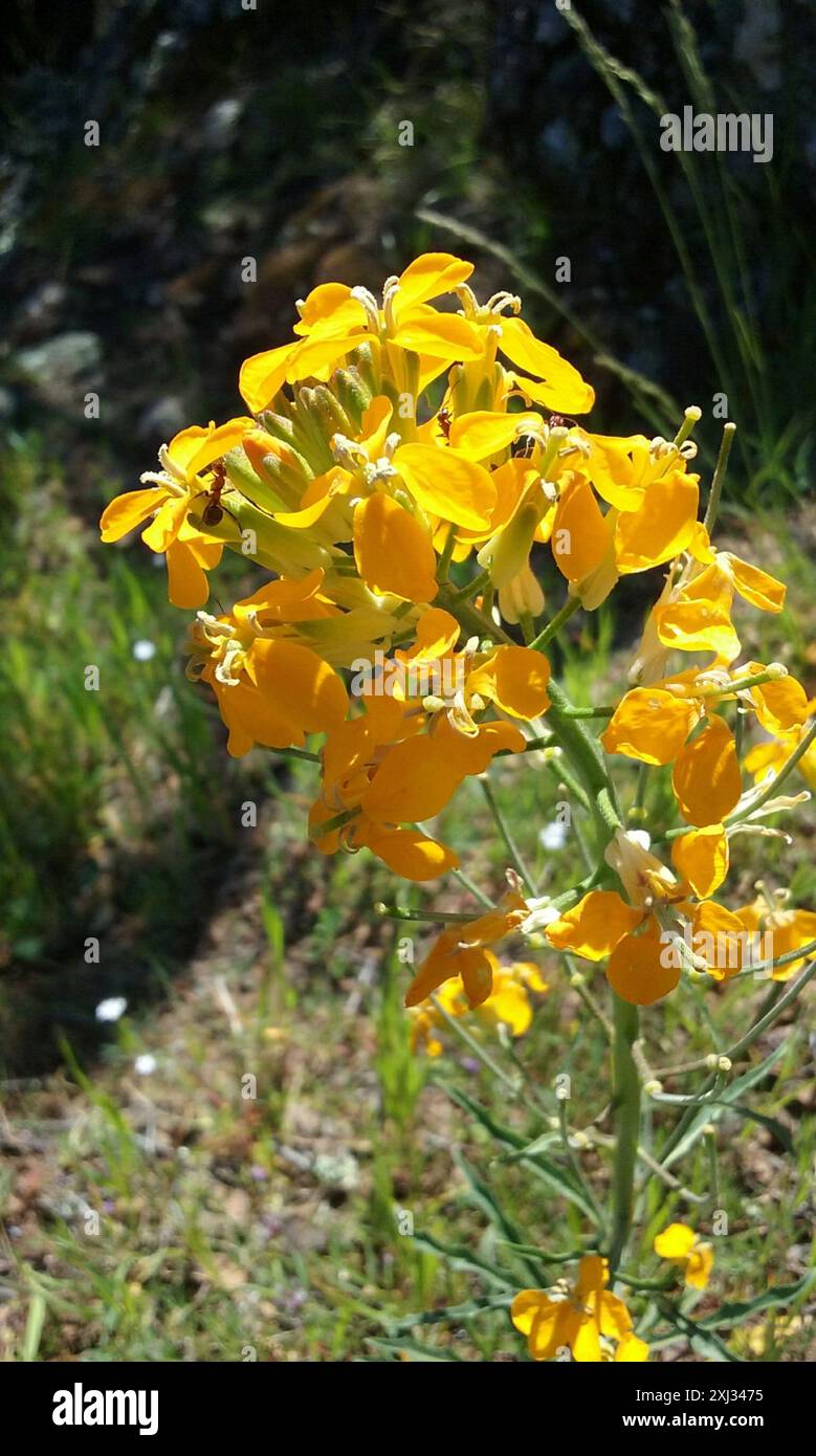 Western Wallflower (Erysimum capitatum) Plantae Stock Photo - Alamy