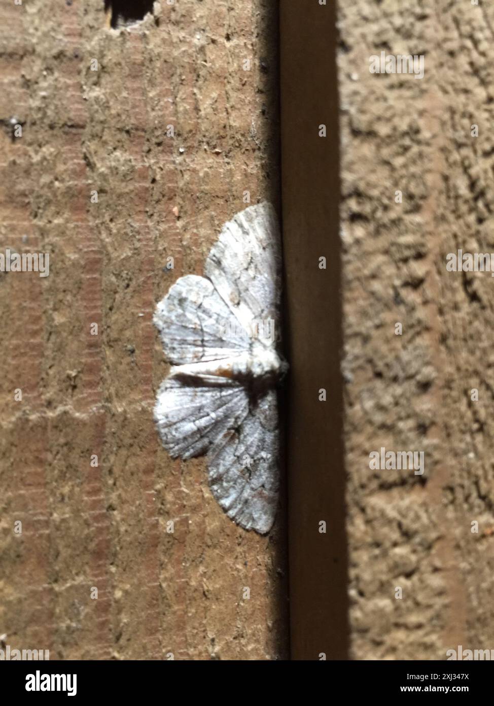 Brown-shaded Gray (Iridopsis defectaria) Insecta Stock Photo - Alamy
